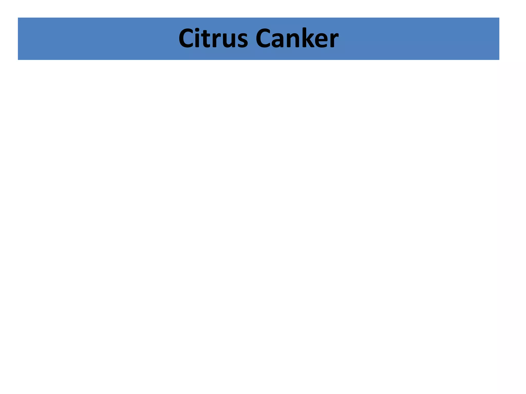 Citrus canker ppt | PPTX