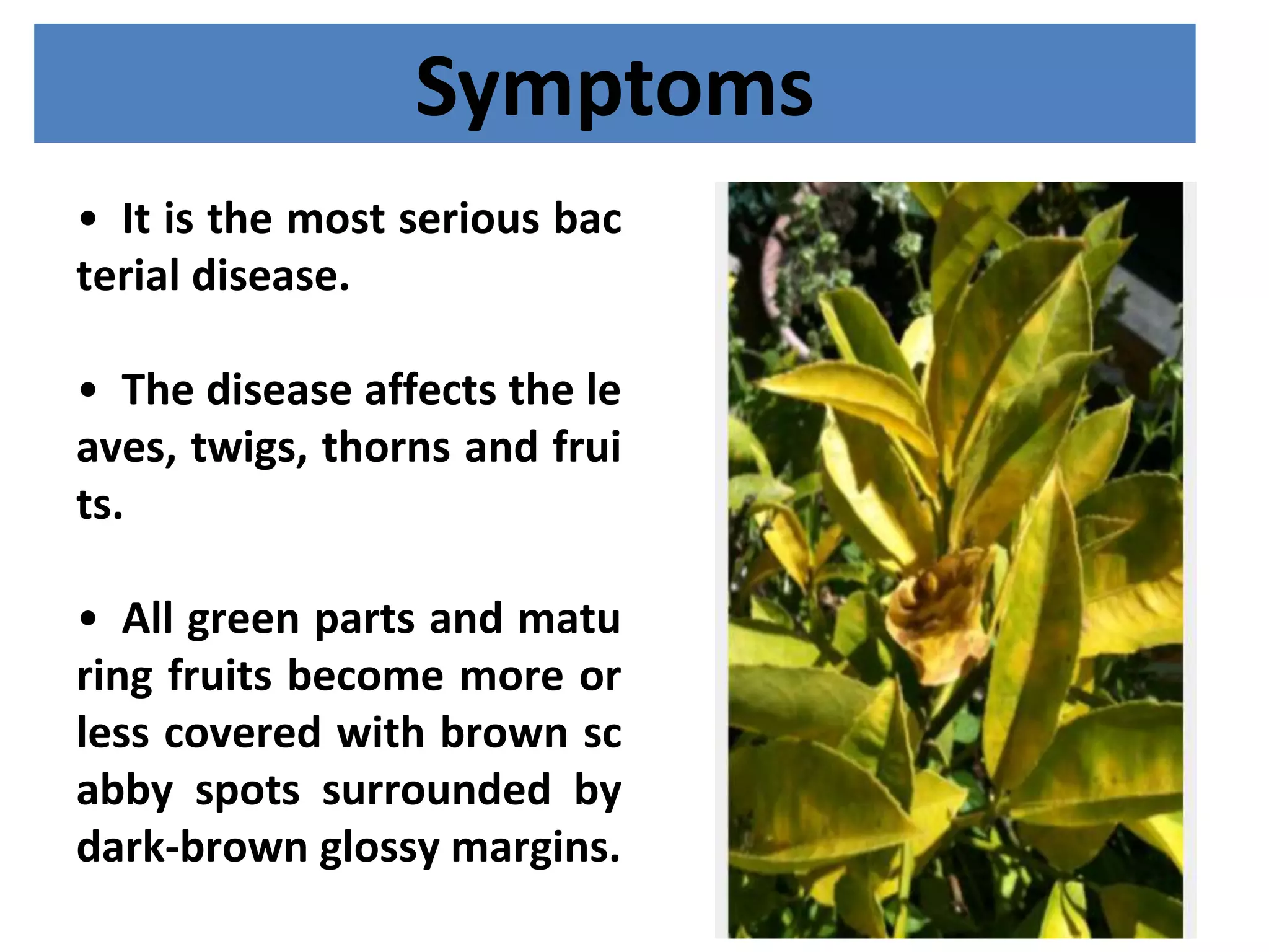Citrus canker ppt | PPTX