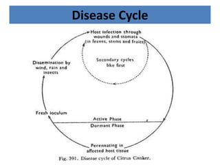 Citrus canker ppt | PPT