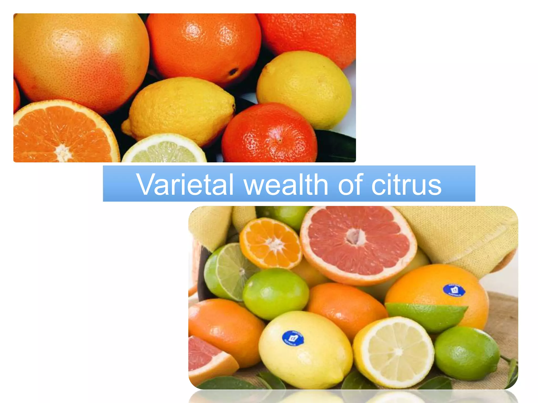 Breeding of citrus | PPTX