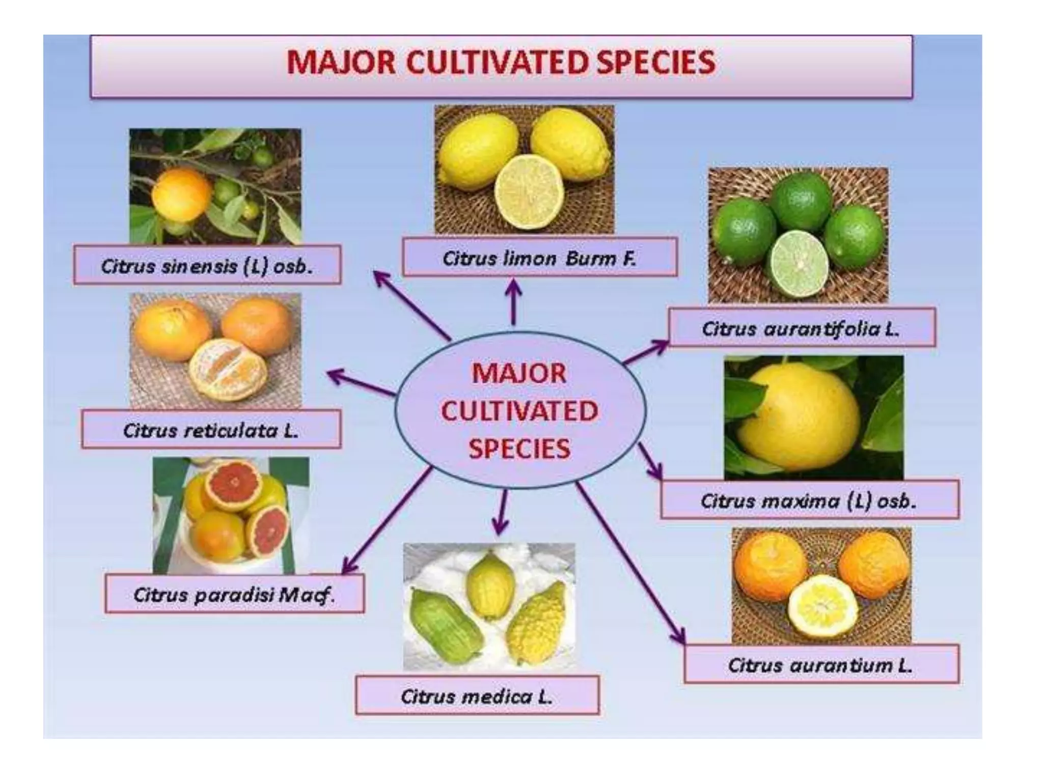 Breeding of citrus | PPTX