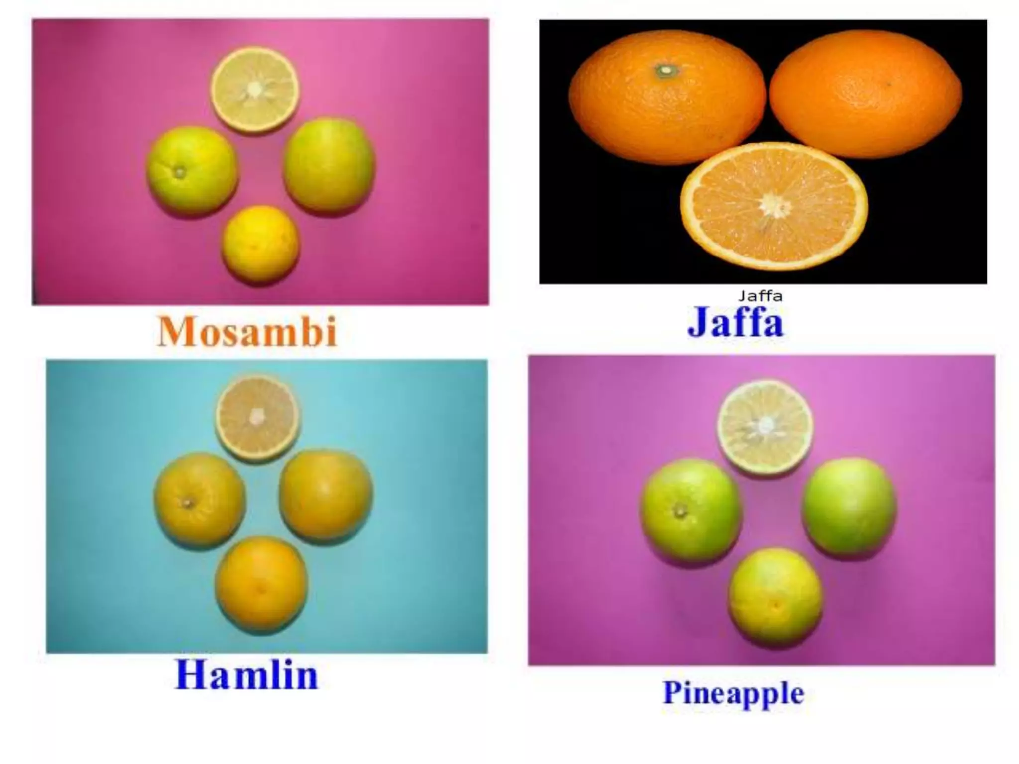 Breeding of citrus | PPTX