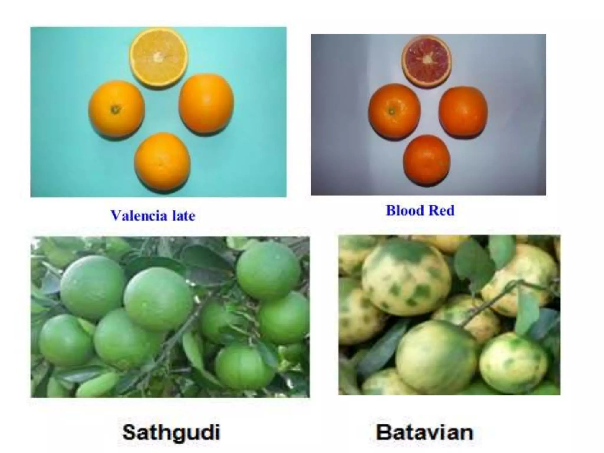 Breeding of citrus | PPTX