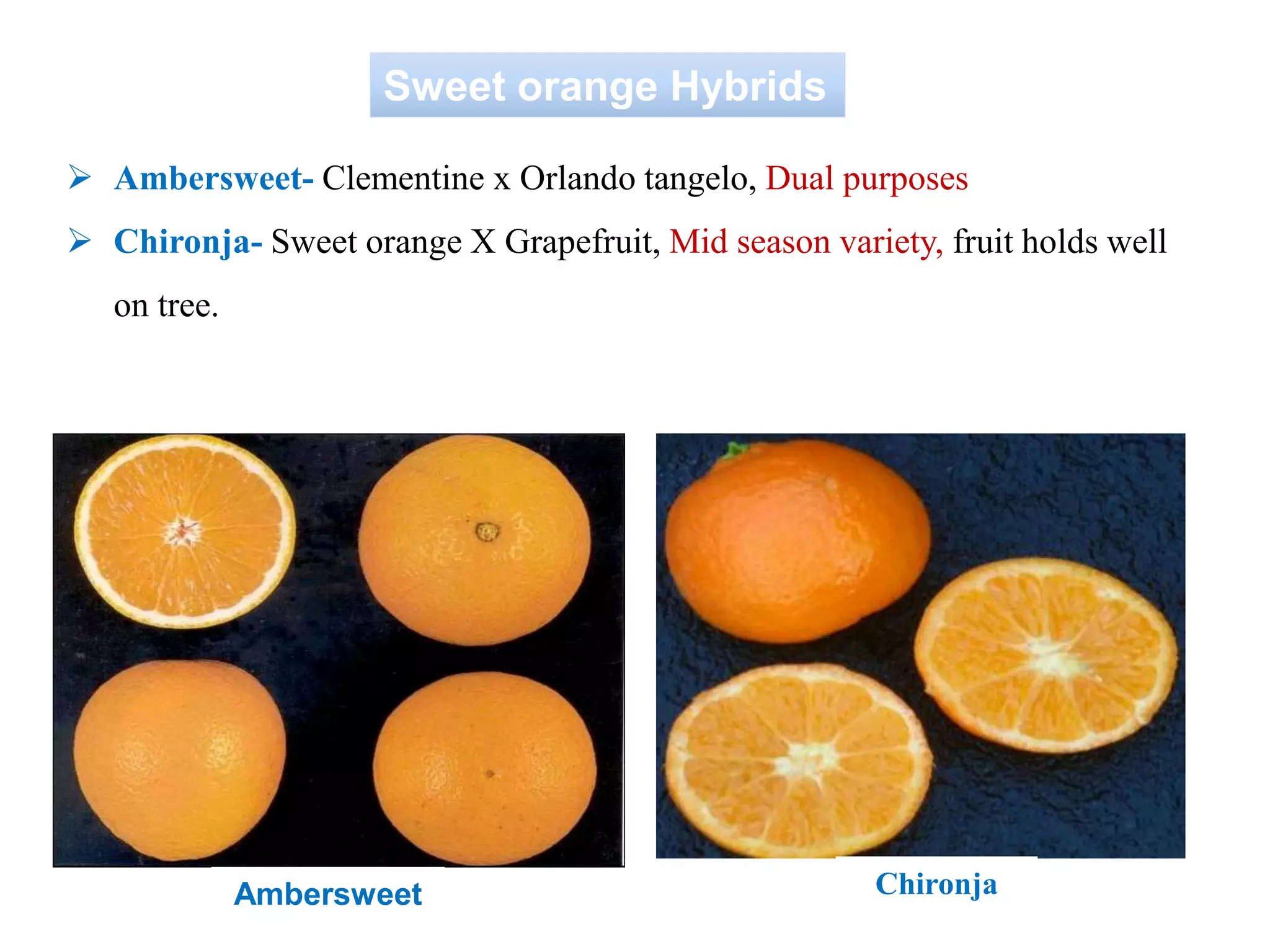 Breeding of citrus | PPTX