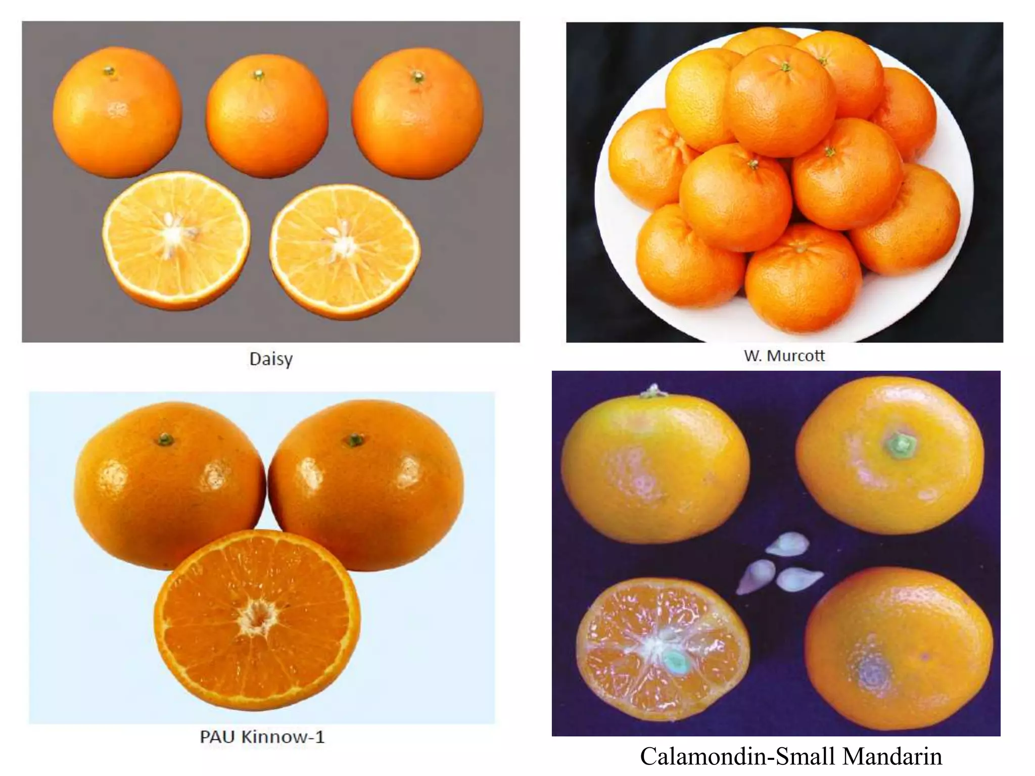 Breeding of citrus | PPTX