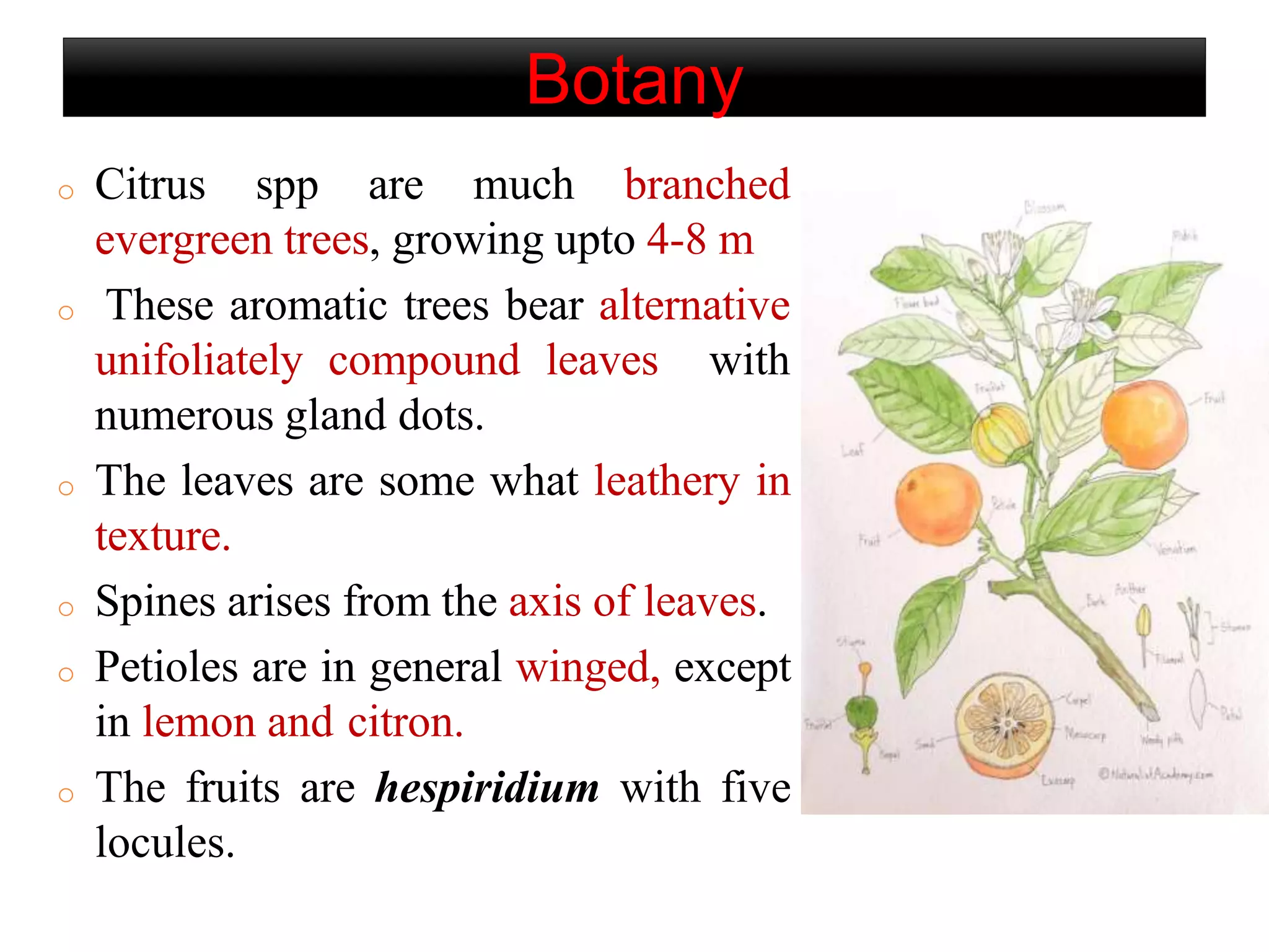 Breeding of citrus | PPTX