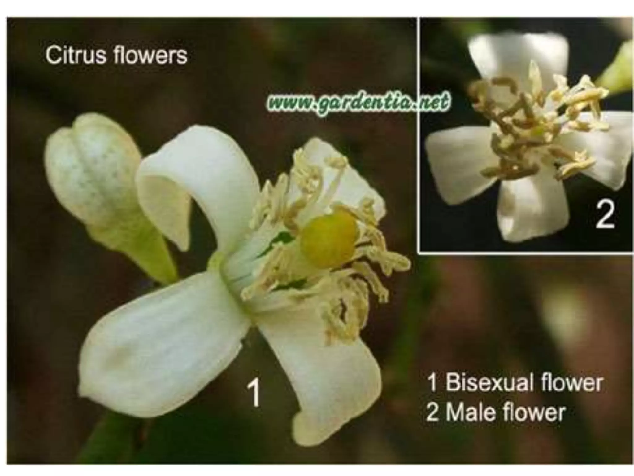 Breeding of citrus | PPTX
