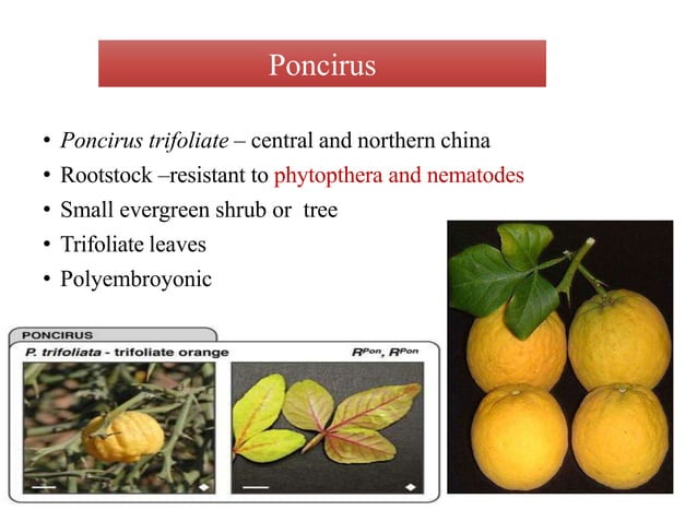 Breeding of citrus | PPTX