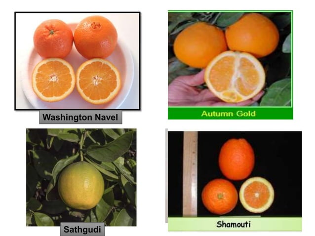 Breeding of citrus | PPTX