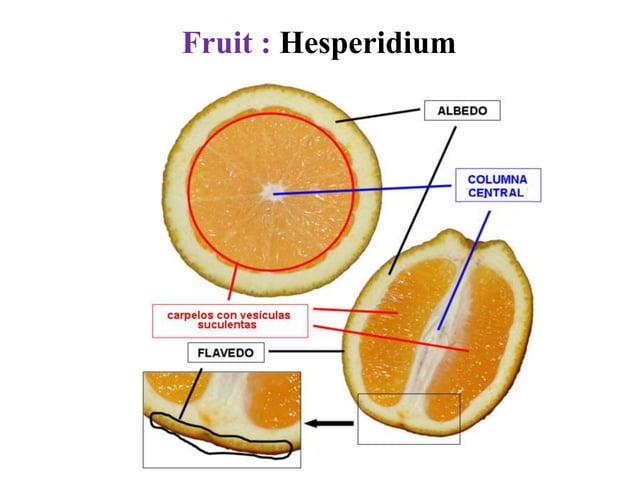 Breeding of citrus | PPTX