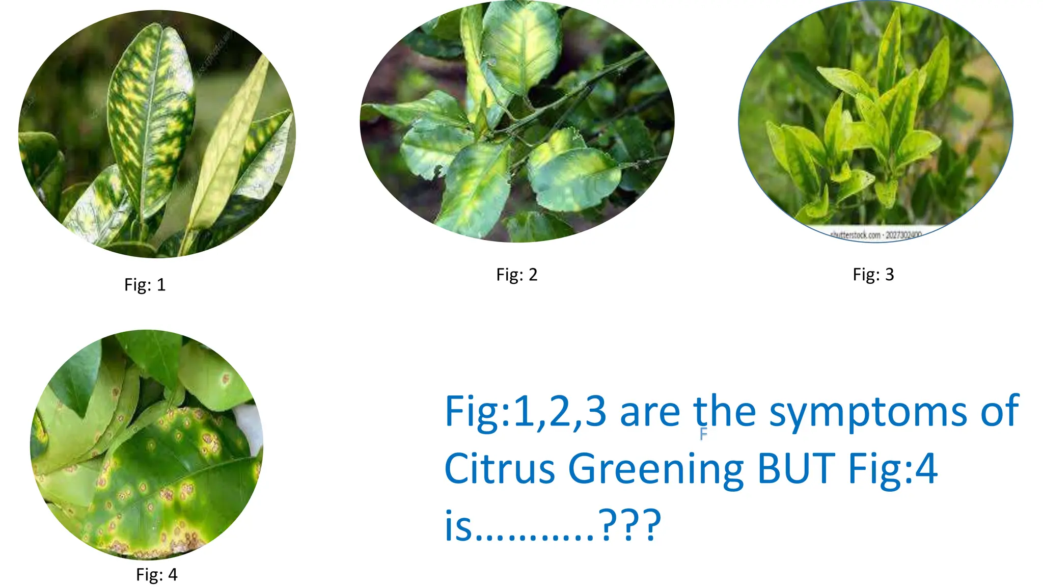 Citrus Greening Disease and its Management | PPTX