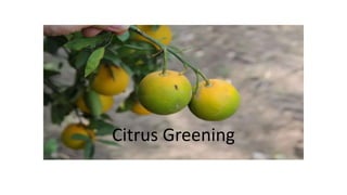 Citrus Greening Disease and its Management | PPTX