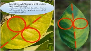 Citrus Greening Disease and its Management | PPTX