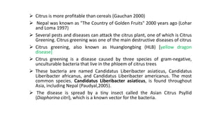 Citrus Greening Disease and its Management | PPTX