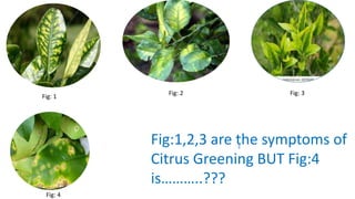 Citrus Greening Disease and its Management | PPTX