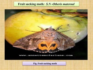 Imperial Fruit Sucking Moth