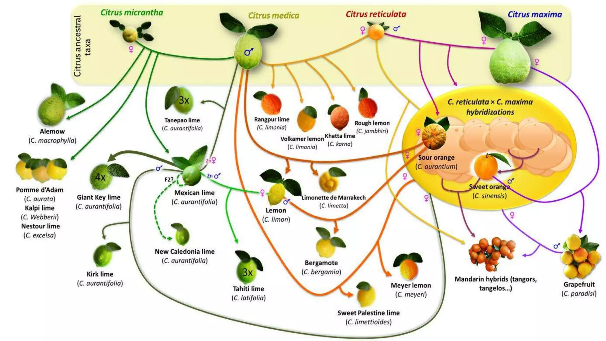 Cultivation of Citrus | PPTX