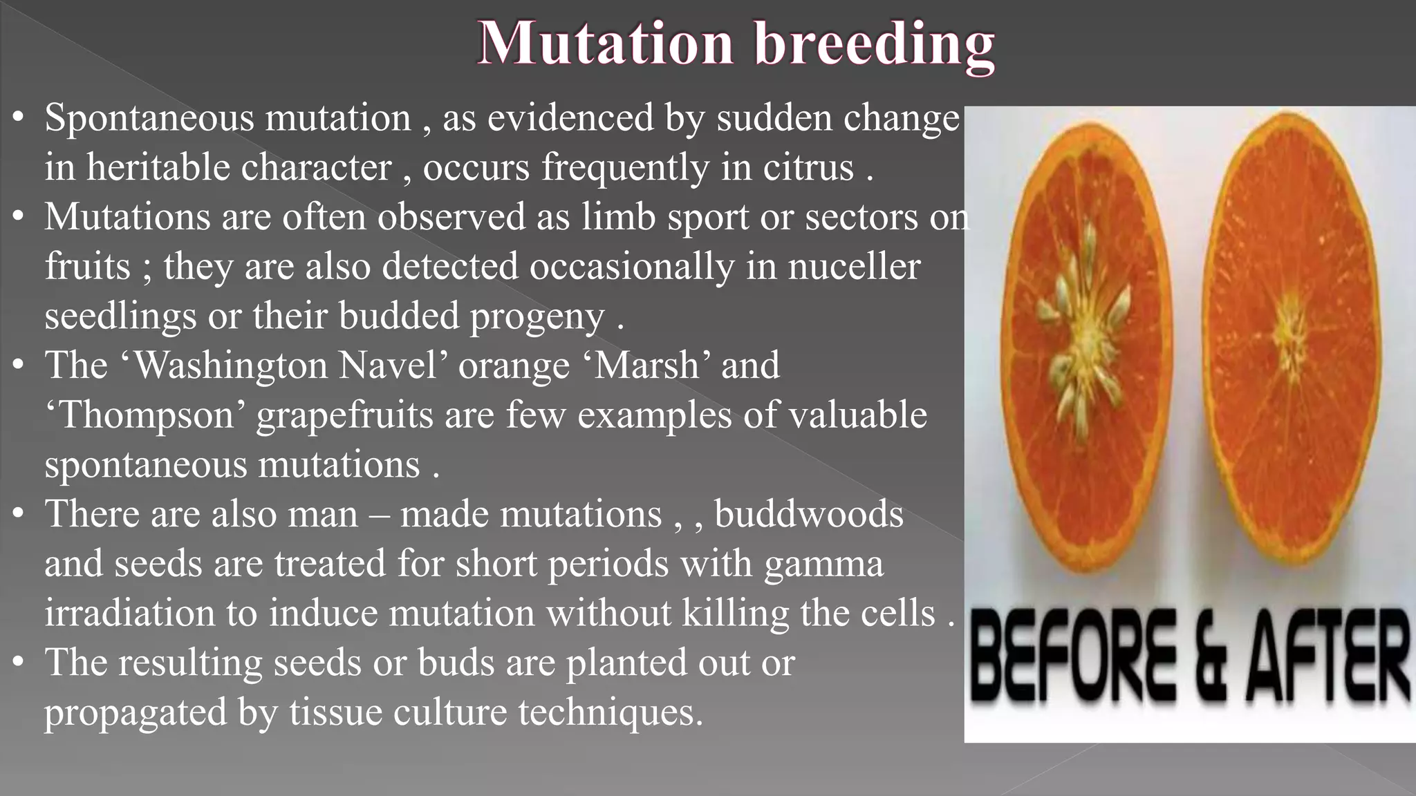Cultivation of Citrus | PPTX