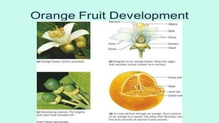 Cultivation of Citrus | PPTX