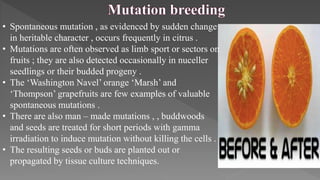 Cultivation of Citrus | PPTX