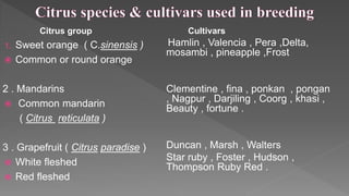 Cultivation of Citrus | PPTX