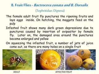 Insect pest of Citrus in India | PPTX