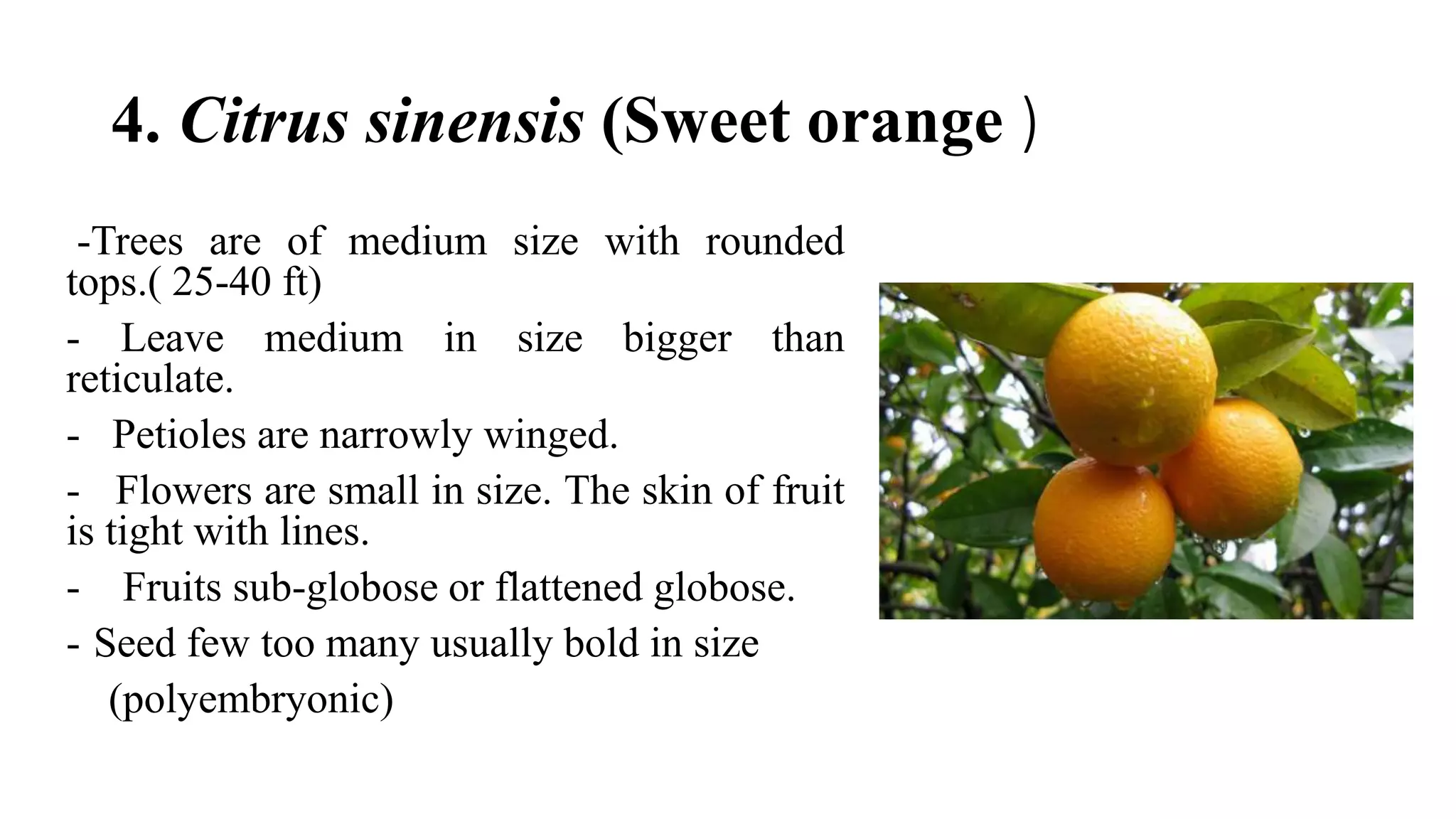 Citrus presentation | PPTX