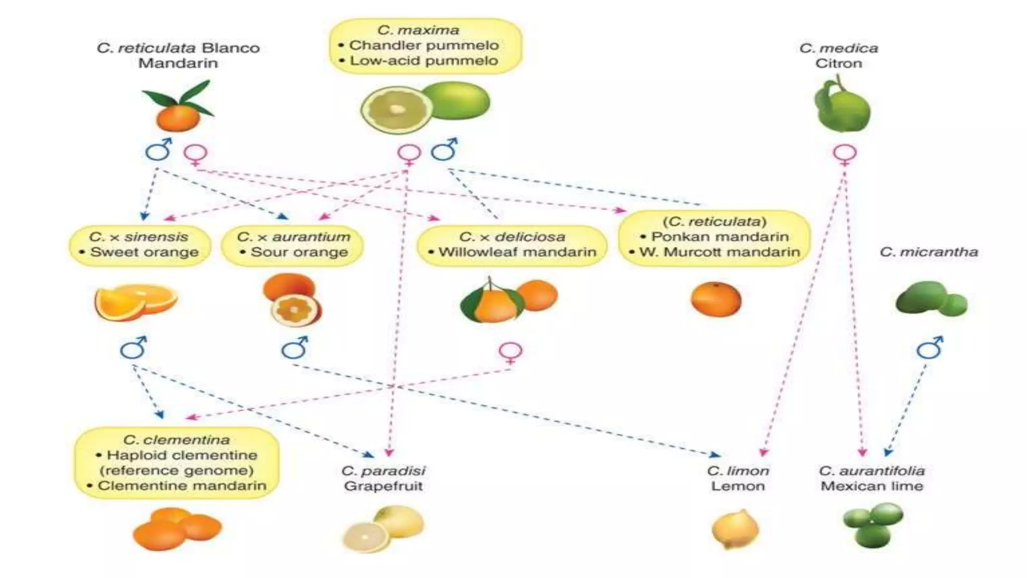 Citrus presentation | PPTX