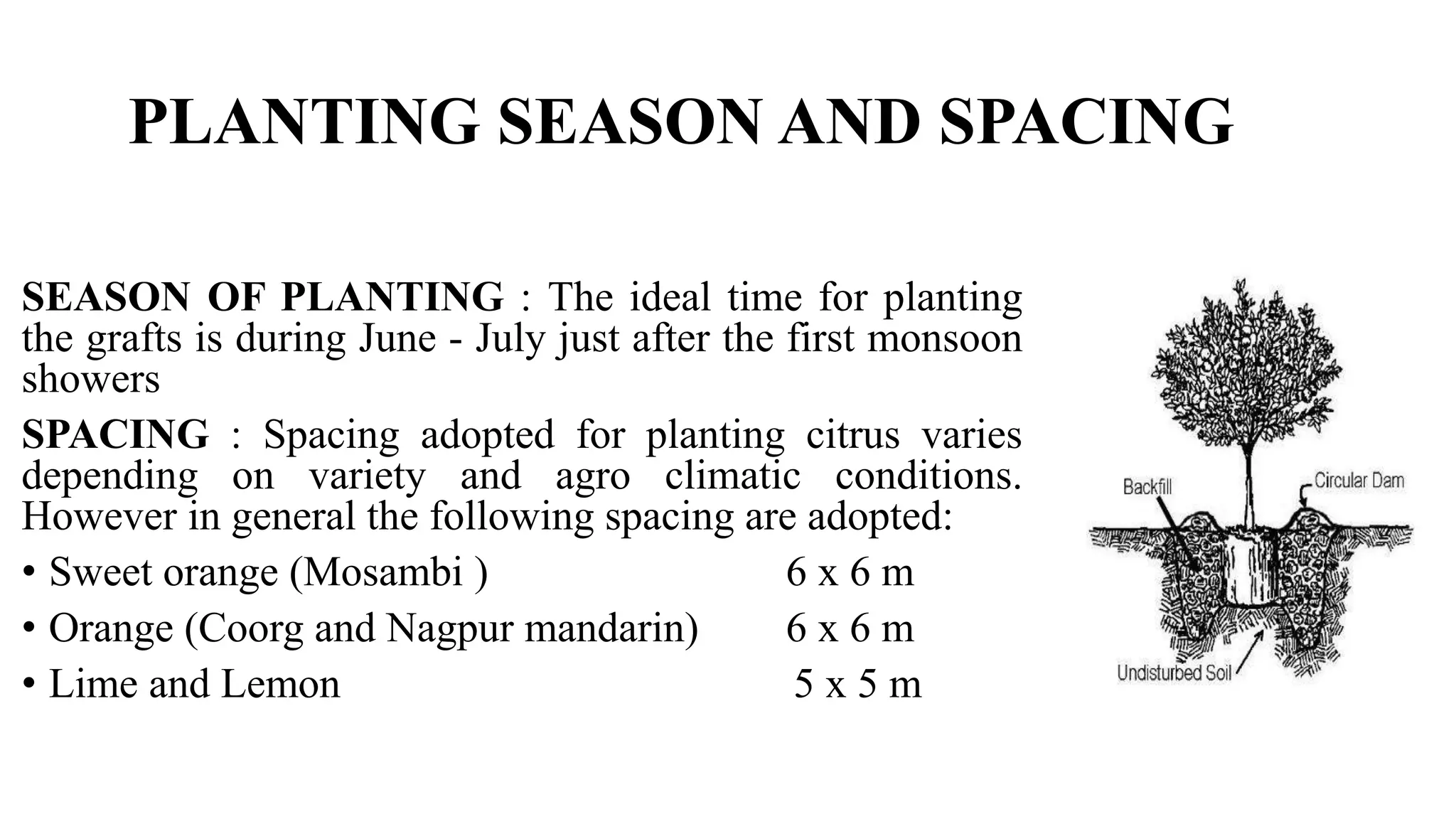 Citrus presentation | PPTX