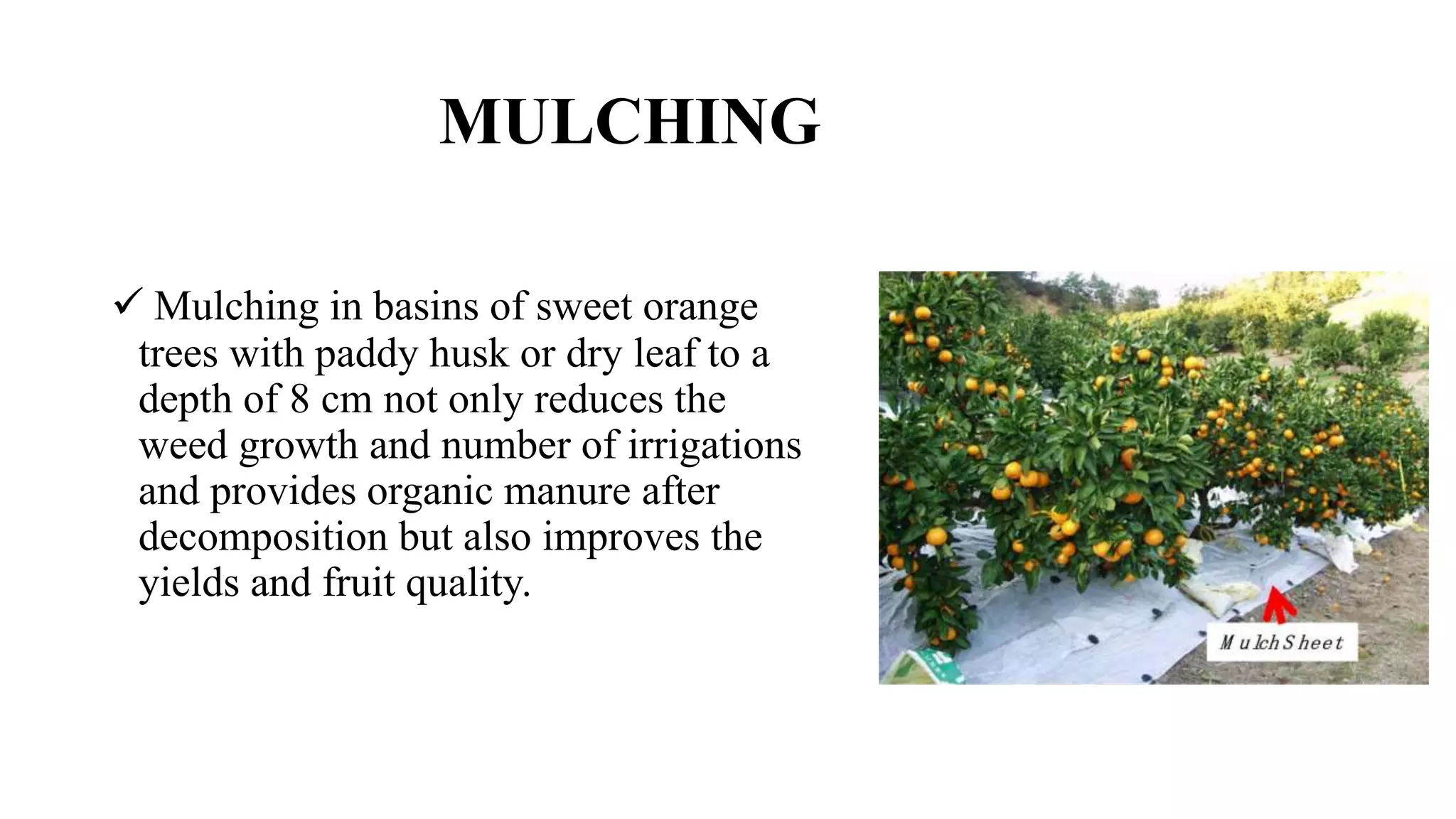 Citrus presentation | PPTX