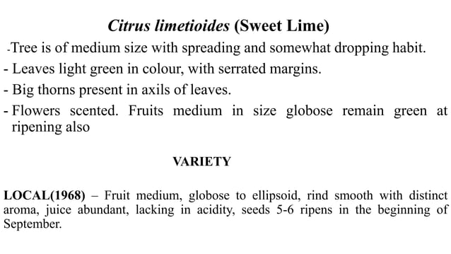 Citrus presentation | PPTX