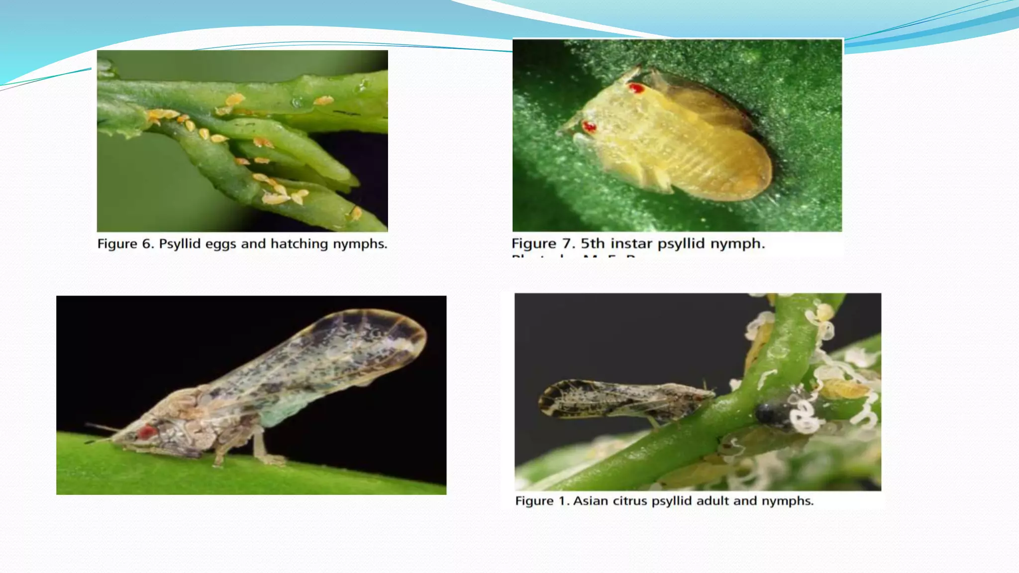 Citrus psylla | PPTX