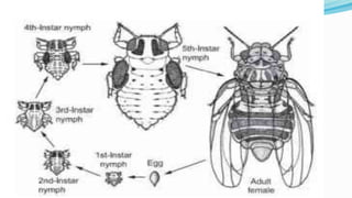 Citrus psylla | PPTX