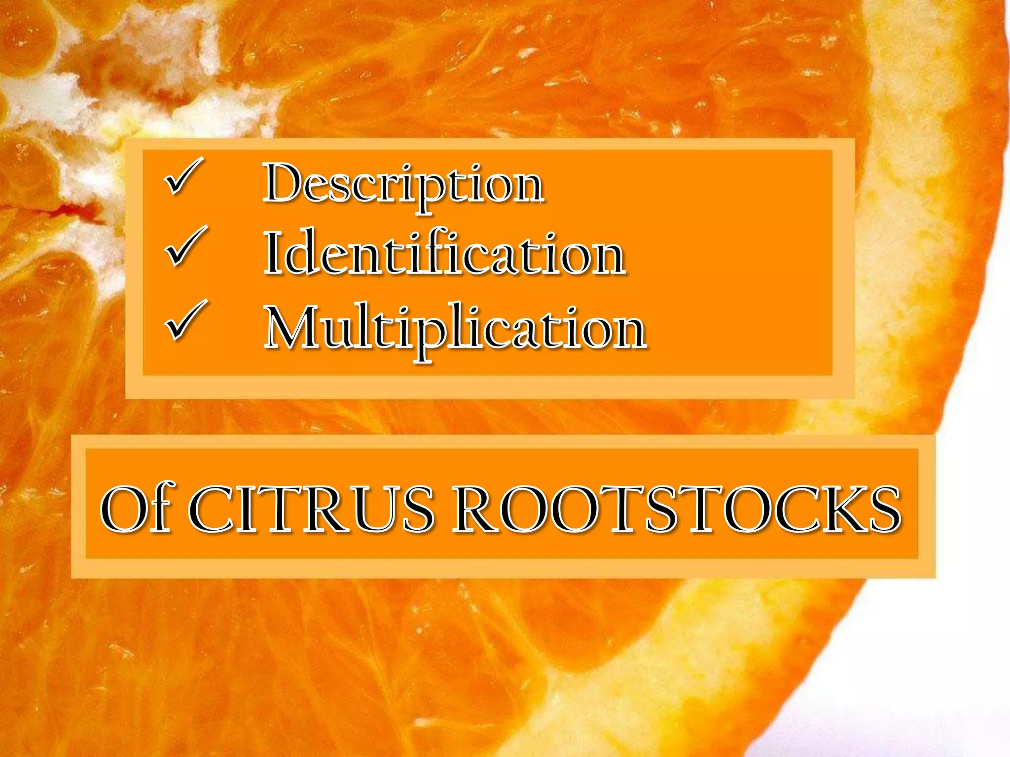 Citrus Rootstocks | PPT