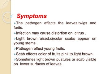citrus scab.pptx