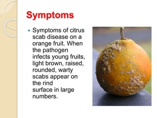 citrus scab.pptx