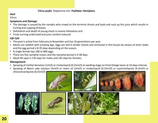 citrusshiva.pdf