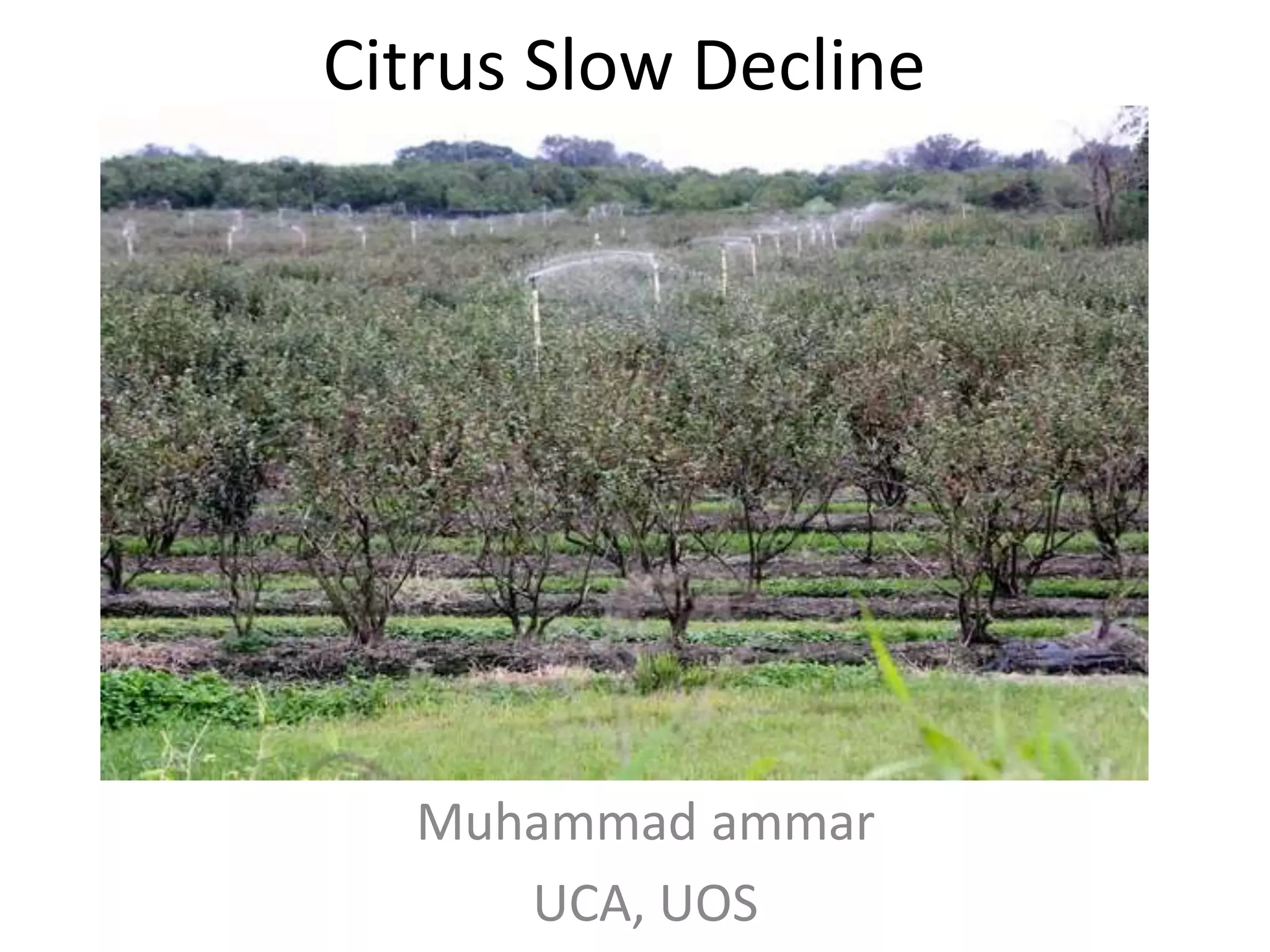Citrus slow decline Tylenchulus semipenetrans | PPTX