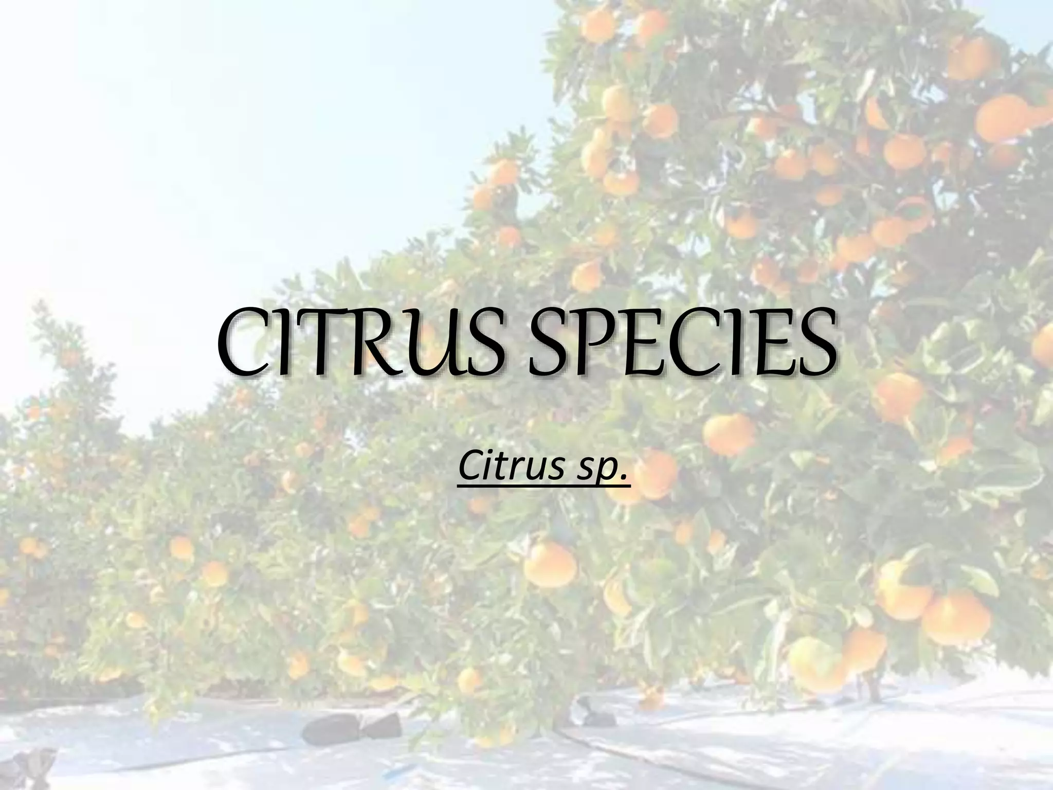 Citrus species | PPT