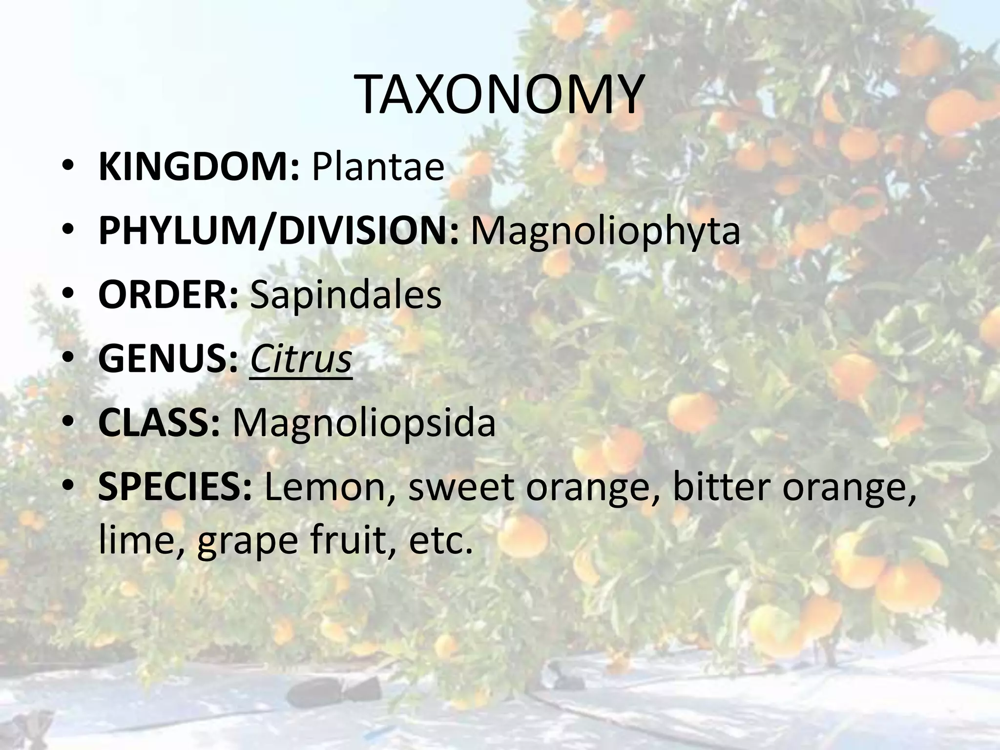 Citrus species | PPT
