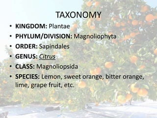 Citrus species | PPT