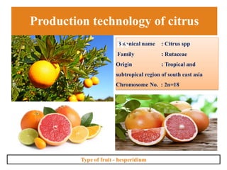 Production technology of Citrus spp(horticulture ) | PDF
