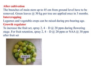 Production technology of Citrus spp(horticulture ) | PDF