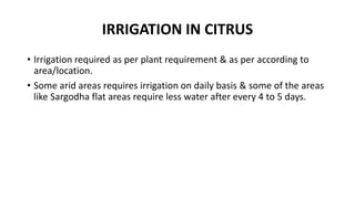 Citrus Training about post-harvesting.pptx