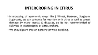 Citrus Training about post-harvesting.pptx