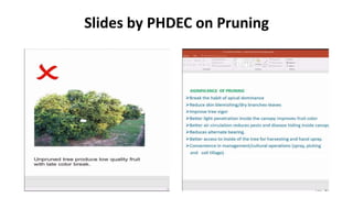Citrus Training about post-harvesting.pptx