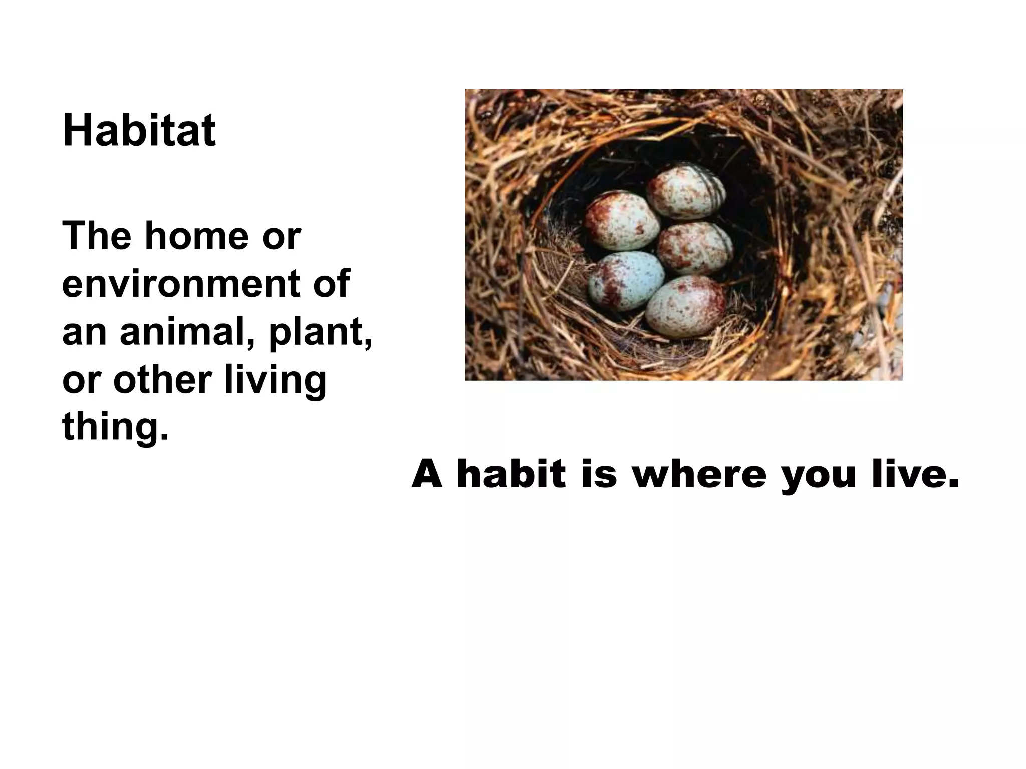 City wildlife vocabulary | PPT