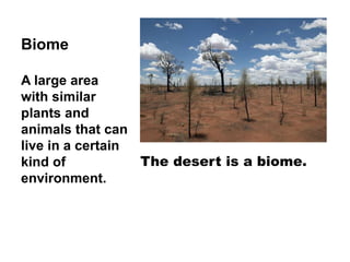 City wildlife vocabulary | PPT