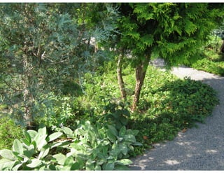 Civil Engr Rain Garden Zero Runoff | PDF