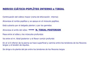 Cixtico poplxteo interno_y_externoxplantares | PPT